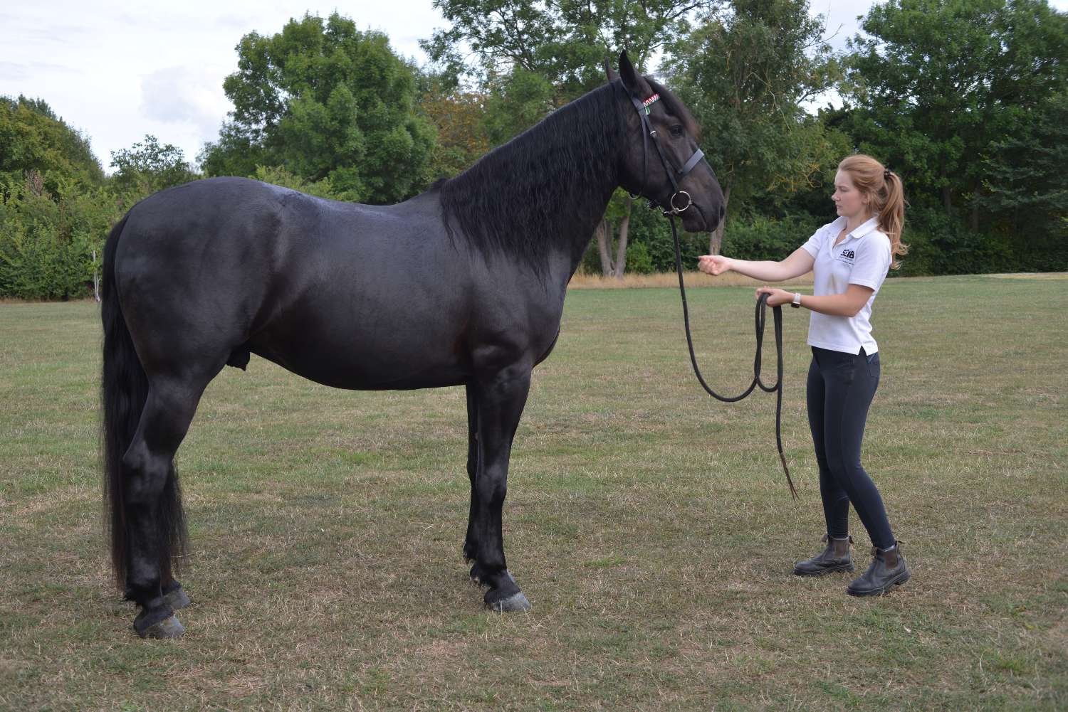 MEET OUR MURGESES – Summerfield Murgese Horses
